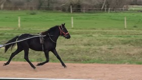 G.E.F : Gestion Equidé Finance - Nos trotteurs en course